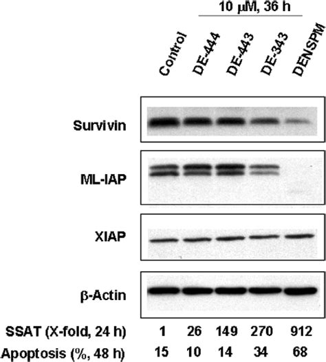 Effect Of Ssat Induction On Iap Expression Sk Mel 28 Cells Were Download Scientific Diagram