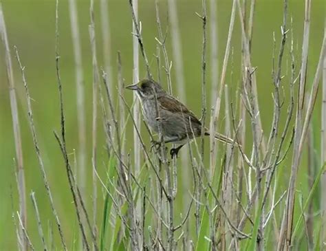 HOUSE SPARROW LIFE EXPECTANCY