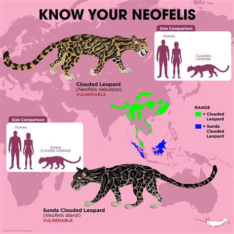 Leopards Size Diagram