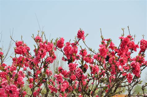 花团锦簇 福山陵园景点风采 春季 德州市福山陵园