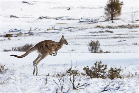 Australia Grapples With Dangerous Impacts Of Heaviest Snowfall In