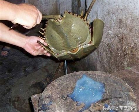 鲎的血液鲎的液大山谷图库