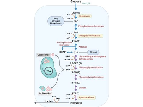 Glycolysis Cycle Energy Metabolism I Biology Visionlearning