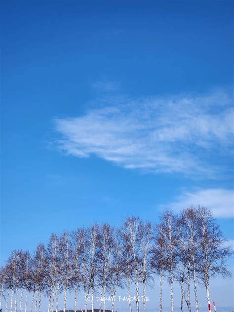 2023 삿포로 비에이 버스투어 패치워크로드 비에이역 다이마루 크리스마스 트리 탁신관 자작나무 숲 청의 호수 흰수염폭포 닝구르테라스 With 인디고