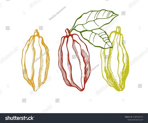 Three Cocoa Beans Hand Drawn Vector Stock Vector Royalty Free Shutterstock