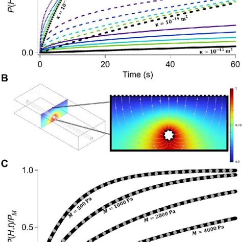Predictions Of The 1d Model And Validation By Finite Element
