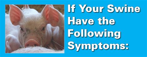 African Swine Fever Poster