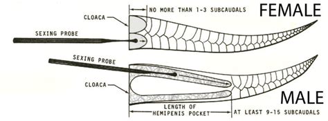 How To Determine The Sex Of A Snake MY LEARNING NATURE