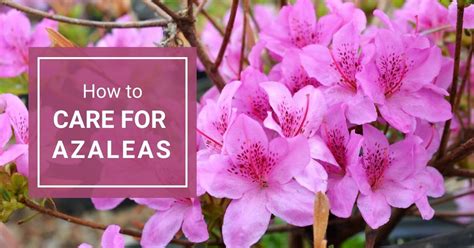 Care For Azaleas A How To Guide