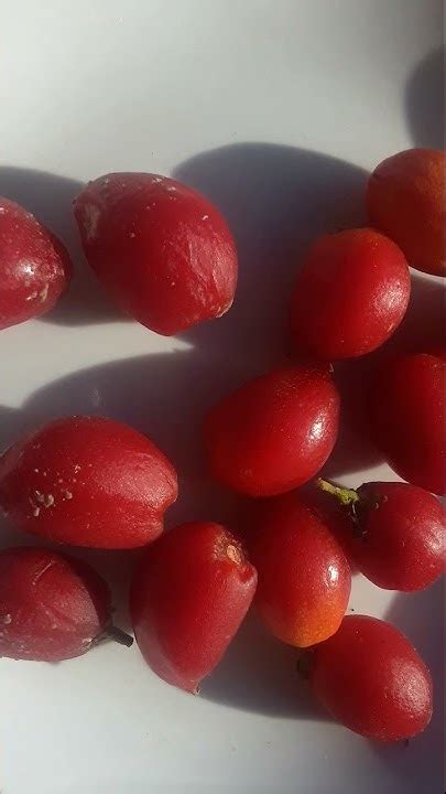 දෙශිය පලතුරු Youtube