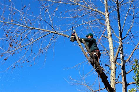 Tree Service Richmond Hill