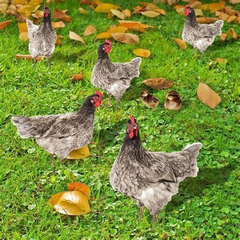 Badu Bg Акрилни статуи на петел Двустранен печат Скулптури Декорации за пиле Градински орнаменти