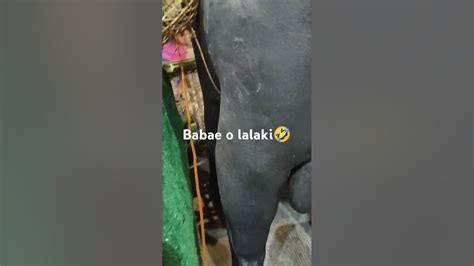 Karabao Babae Or Lalaki Joyencevlogs Youtube