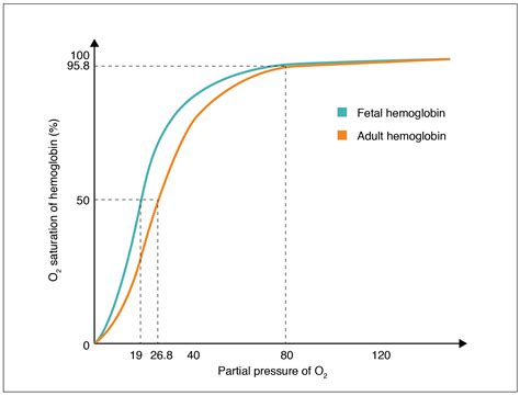 Why Is The Oxygen Dissociation Curve S Shaped Why Is The Oxygen Dissociation Curve S Shaped