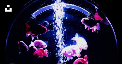 투명 유리 그릇에 빨간색과 녹색 꽃잎 사진 Unsplash의 무료 일본 이미지