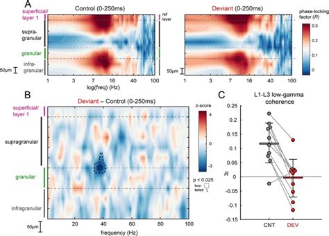 Spatiotemporal Dynamics Across Visual Cortical Laminae Support A