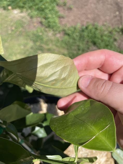 Diagnose Citrus Tree Issue Rgardening