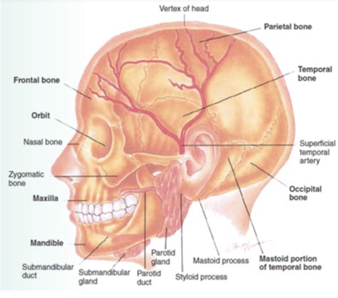 Ost Midterm Exam Flashcards Quizlet