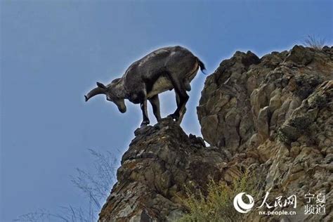 賀蘭山國家二級保護動物岩羊總數逾4萬隻組圖 每日頭條
