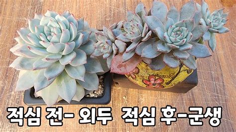 다육이 늘리기 다마마의 누구나 쉽게하는 적심방법 적심하기 좋은 계절이네요 Youtube