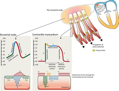 Figure 7 The Action Potential In The Sinoatrial Node And In Contractile Myocardial Cells Phase