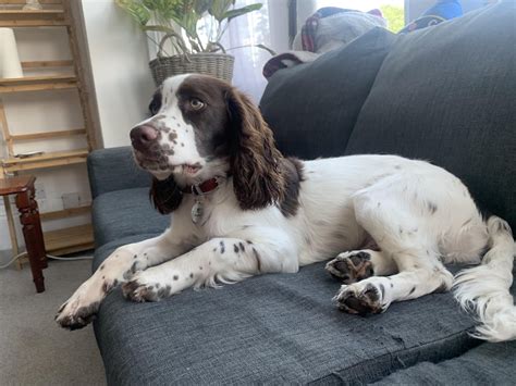 Working Cocker Vs Springer Rallspanielswelcome