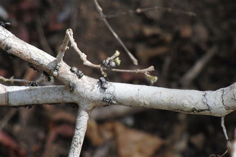 An Algorithm For How Ants Create Trail Networks Stanford News