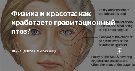 Физика и красота как «работает гравитационный птоз Ирина Цветкова Массаж лица Дзен