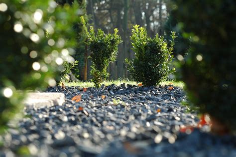 How Far Apart To Plant Boxwoods Plant Ideas
