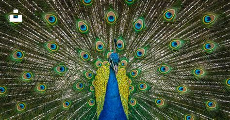 깃털이 펼쳐진 공작 사진 Unsplash의 무료 무늬 이미지