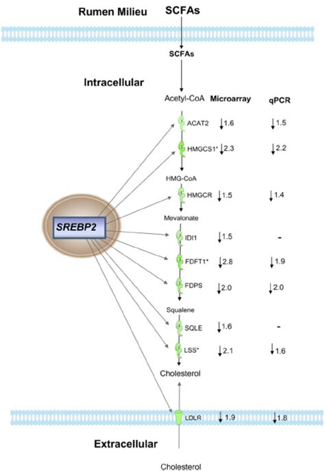 Illustrative Comparison Of Microarray And Quantitative Real Time Download Scientific Diagram