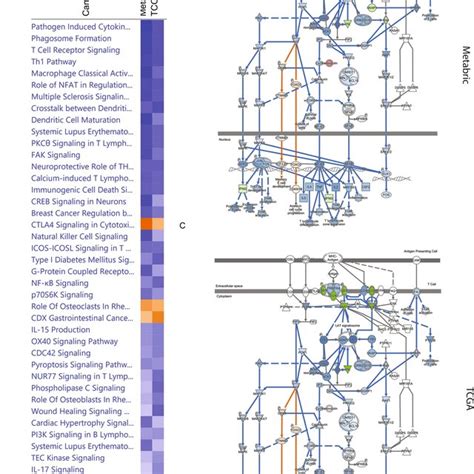 A Venn Diagram Of Total Available Genes And Degs In Metabric And