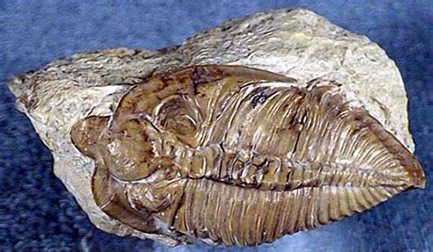 Devonian Period Natural History Museum