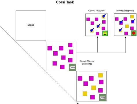 Corsi Task Stimulus Illustration Presented On 156 Inches Laptop Screen
