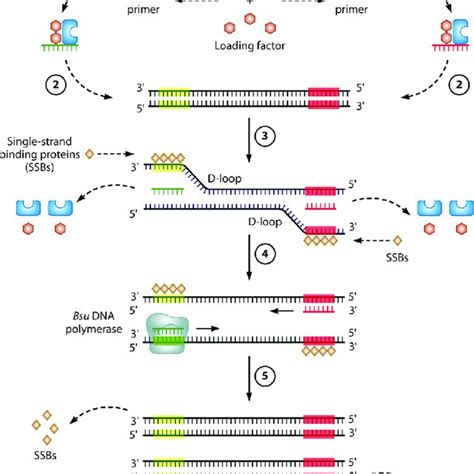 Mechanism Of RT RPA The RT RPA Reactions Typically Occur At Between Download Scientific