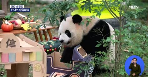 굿모닝월드 판다의 생일파티