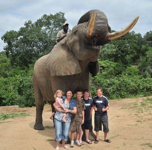 African Elephants Interaction With People On Safari African Elephant