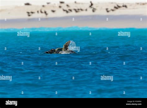 Mating Green Sea Turtles At The Lacepede Islands Western Australia Stock Photo Alamy