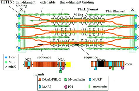 Sarcomere Protein