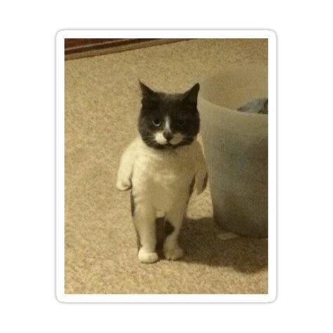 Standing Cat Meme Sticker For Sale By Julian Drago Katzen Memes