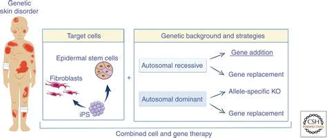 Toward Combined Cell And Gene Therapy For Genodermatoses