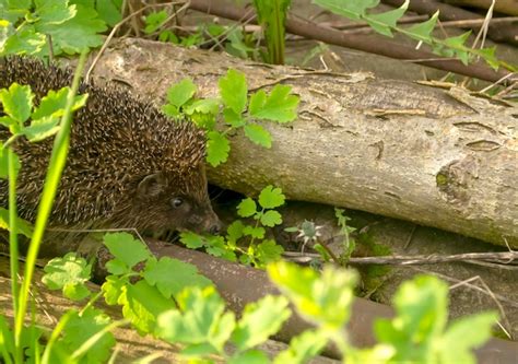 Premium Photo Closeup Of A Hedgehog Next To A Log Ericius Appeared In