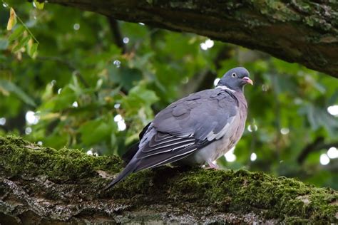 Houtduif Duif Vogel Gratis Foto Op Pixabay Pixabay