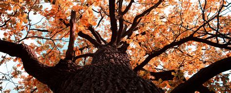 Common Trees In Georgia Caldwell Tree Care