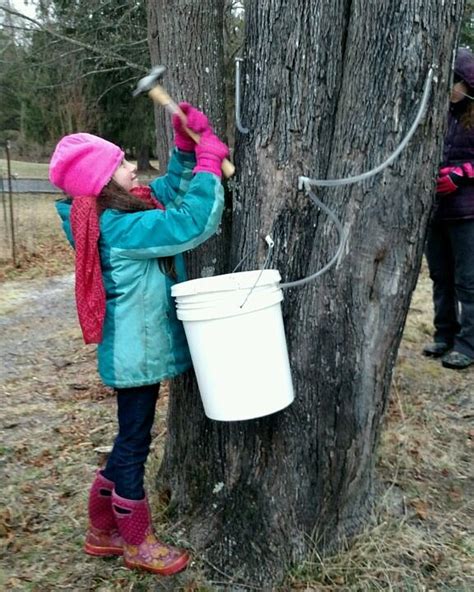 Stockton To Host Maple Project ‘adopt A Tree Day Downbeach