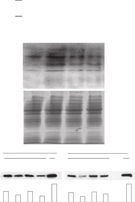 Engagement Of Transfer Messenger Rna Tmrna Upon Antibiotic Treatment Download Scientific