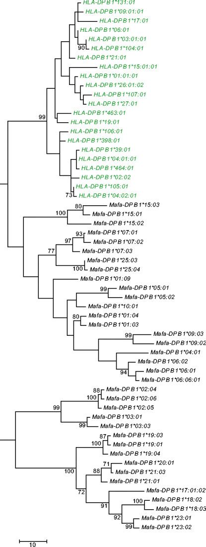 Maximum Parsimony Analysis Of Hla Dpb1 And Mafa Dpb1 Sequences The Download Scientific Diagram