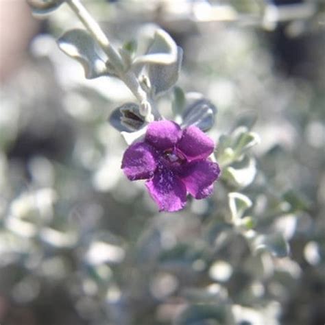 Texas Sage Thundercloud