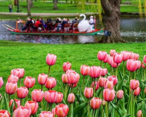 Spring Flowers In Boston Tulips And Cherry Blossoms
