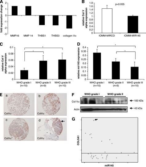 Collagen Type V As A Potential Target Of Mir 145 A Microarray